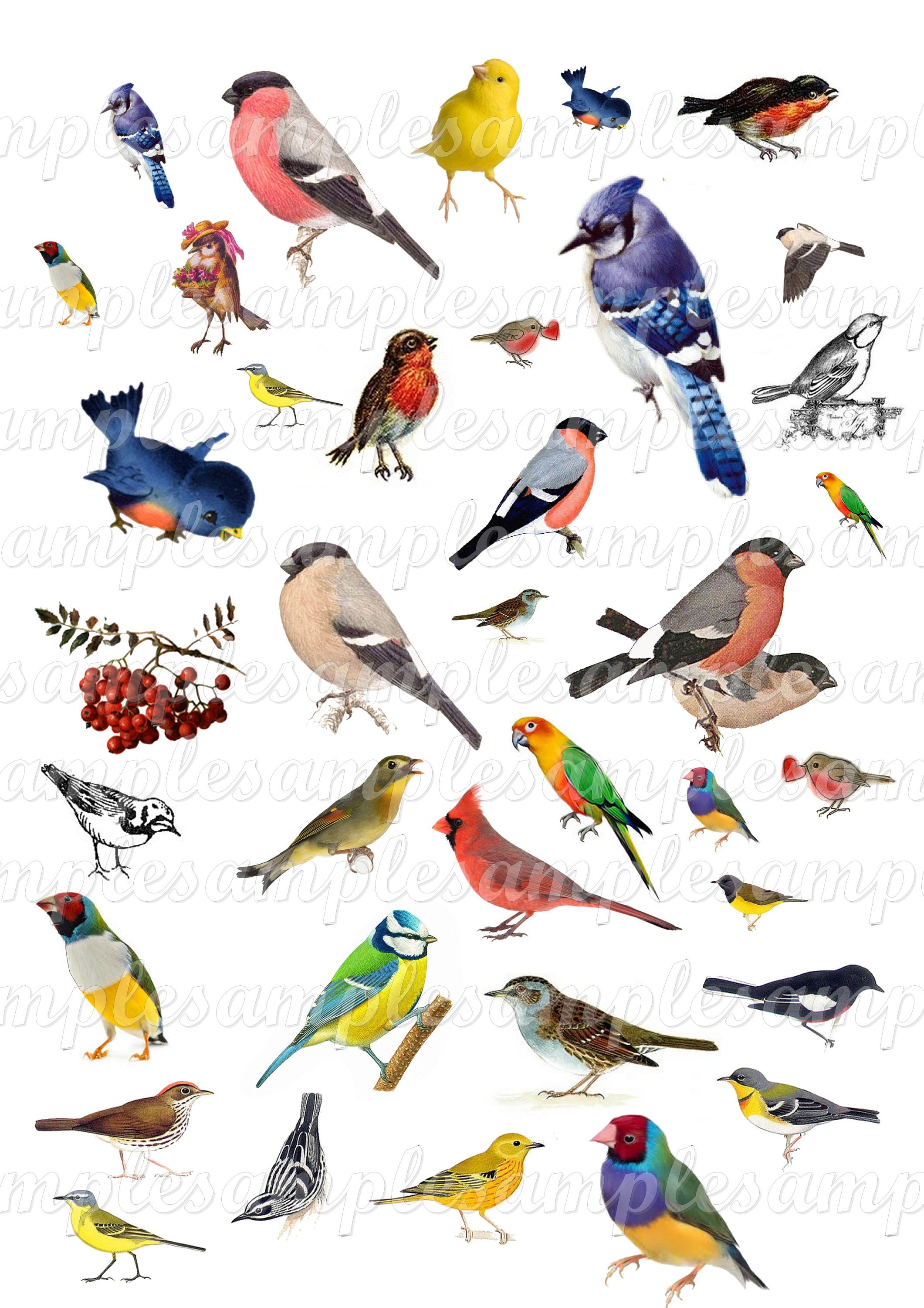 Birds clipart Bird vector Digital Collage Sheet Birds PNG
