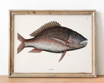 Colorful fish art | Etsy