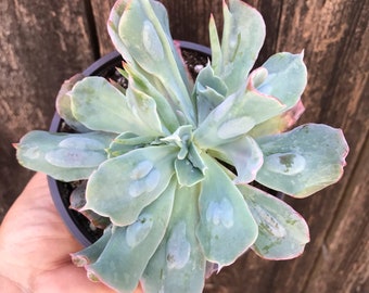 Echeveria | Etsy