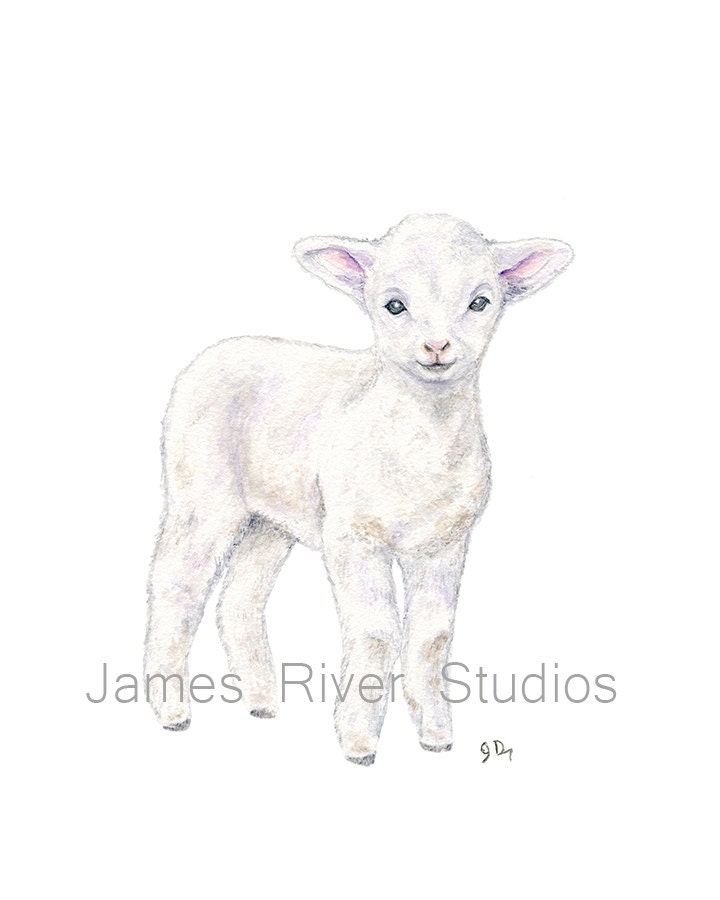 Lamb Art Lamb Painting Lamb Print. Lamb Watercolor Painting