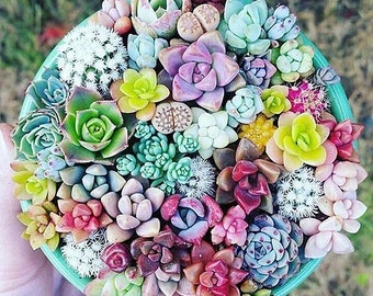 Rare succulents | Etsy