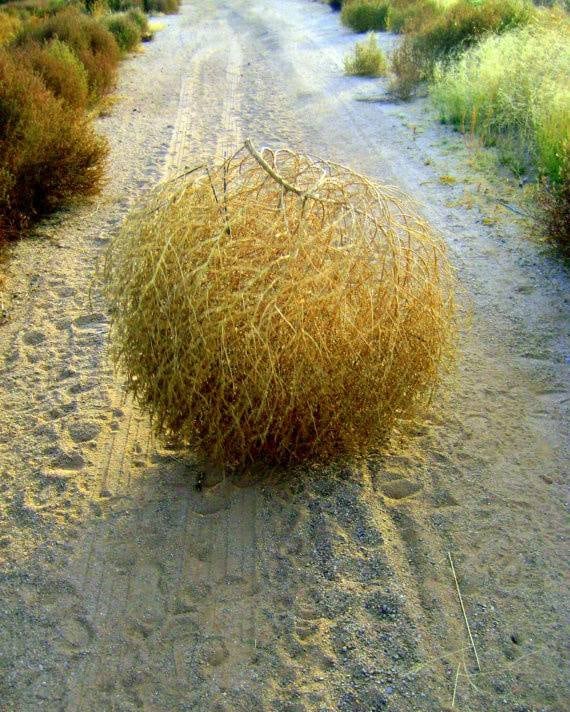 Medium Tumbleweed Dried Desert Rolling Weed Rustic Wedding