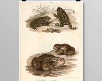 Antique frog print | Etsy