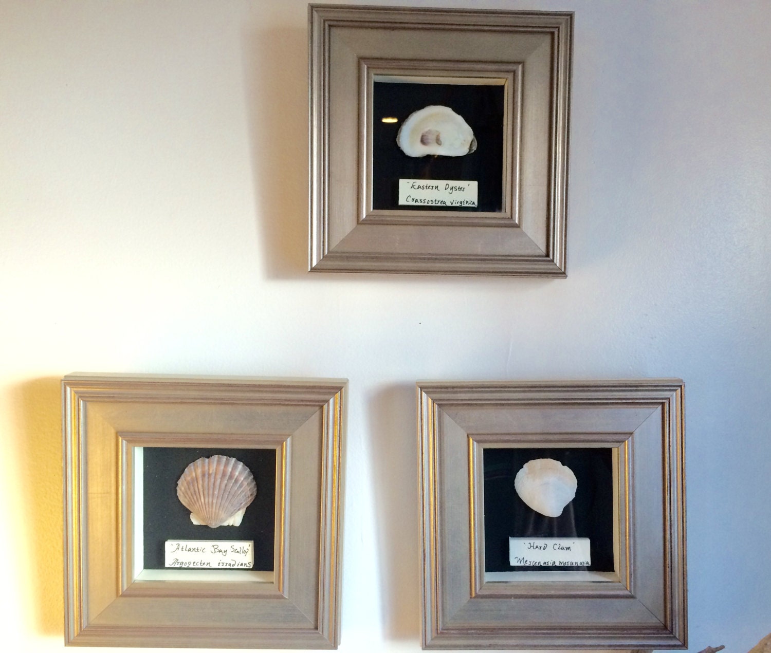 3 Shell Shadow Boxes with Scientific and Common Name Plate