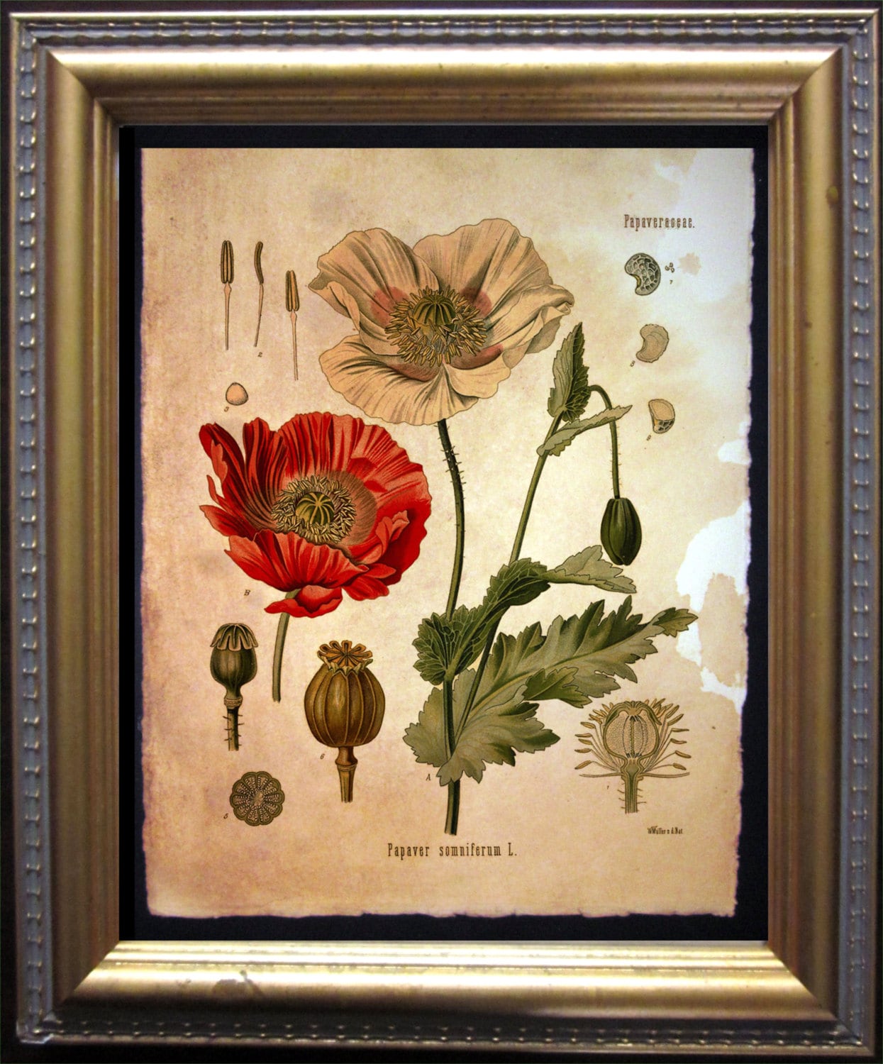 Vintage Poppy Flower Art Red Poppy Vintage Poppies Flower