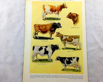 Cattle breeds | Etsy