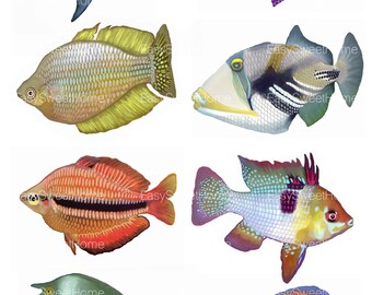 Coral Reef Fish Decals Bathroom Décor Bathroom Decals Fish