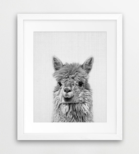 Alpaca Print Nursery Wall Art Black White Photography