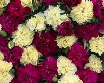 30 Raspberry Ripple Carnation / Perennial Flower Seeds