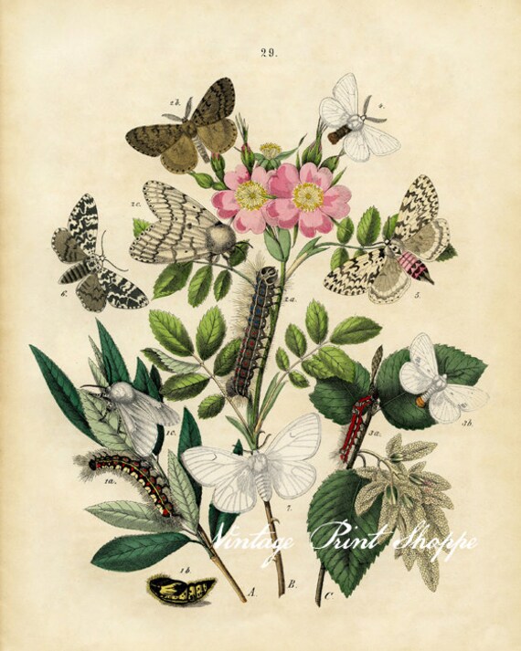 Vintage butterfly Botanical print Vintage Scientific