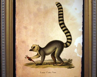Lemur print | Etsy