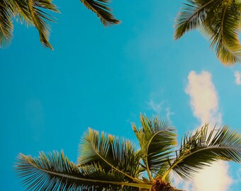 Palm tree wallpaper | Etsy