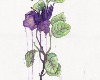 Capparis spinosa Spineless Caper Bush Flinders Rose