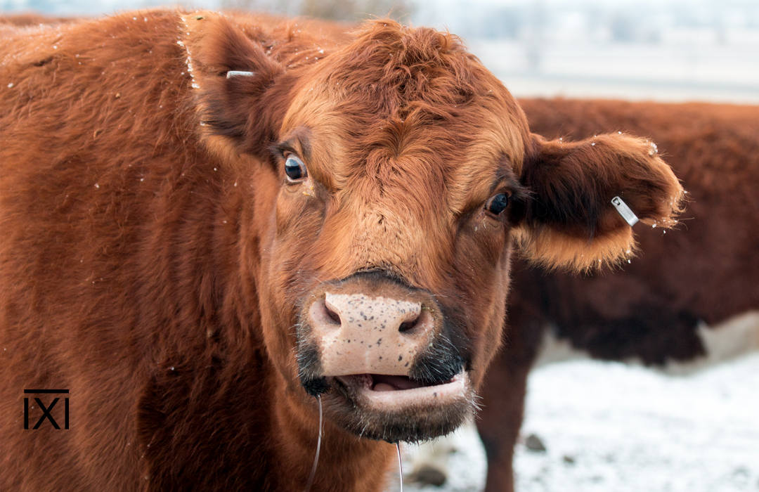 Red Angus Cow Funny Smile Photo Print Cow Photograph from