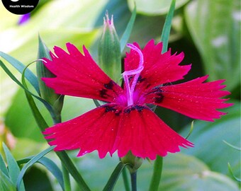 Crimson Red Sweet William Flower Seeds/Dianthus Barbatus