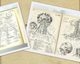 Vintage anatomy | Etsy