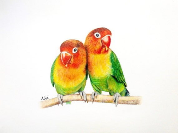 Inséparable dessin ORIGINAL au crayon de couleur