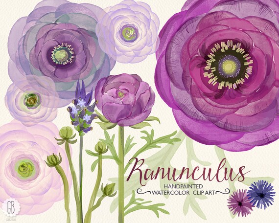 Watercolor purple lavender ranunculus flowers hand painted