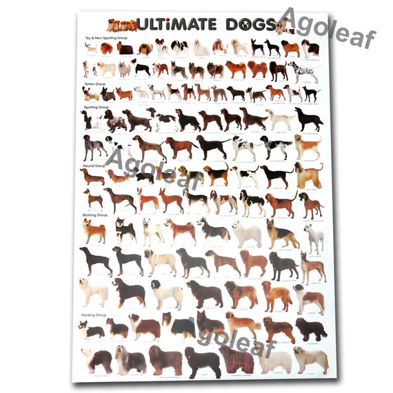 Ultime affiche de races de chien plus de 100 espèces de