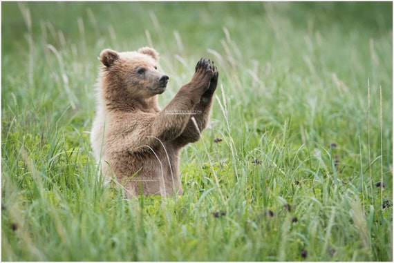 Praying Brown Bear Photography Print Bear Photo Prints Bear