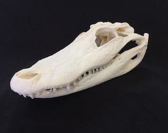 Alligator skull | Etsy