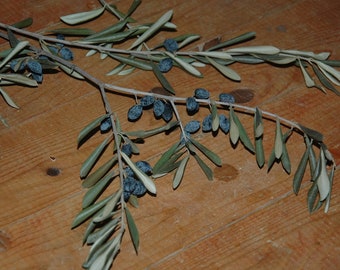 Dried olive leaves | Etsy
