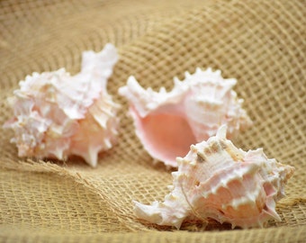 Pink shell ornament | Etsy