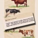 cow print 'Breeds of Beef and Dairy Cattle'