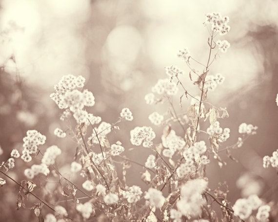 Neutral Wall Art beige nature photography light brown cream