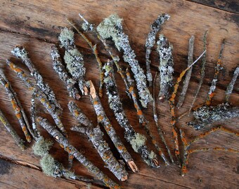 Lichen | Etsy