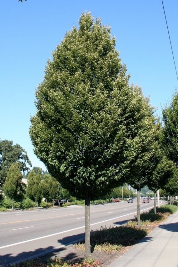 500 European Hornbeam Tree Seeds Carpinus betulus Dry