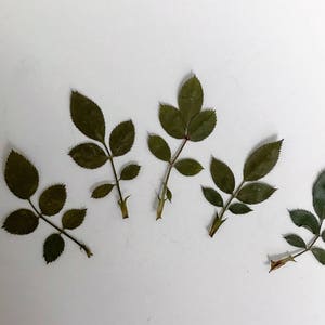 Pressed leaves | Etsy