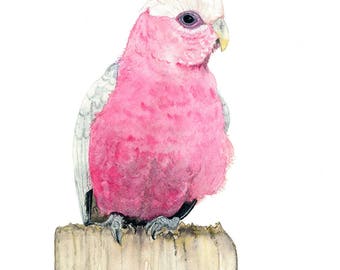 Galah painting | Etsy
