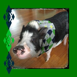 Mini pig clothes | Etsy