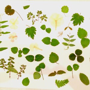 Pressed leaves | Etsy