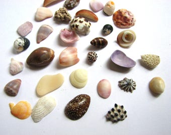 Colorful seashells | Etsy