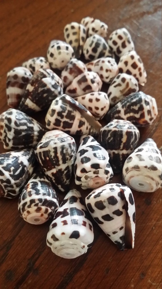 Hebrew Cone Shells seashellsnorth shore oahuseashell craft