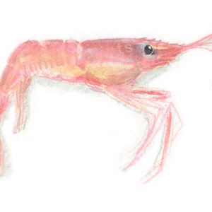 Shrimp print | Etsy
