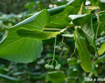 Linden Tea Organic Greek Tilio Herbal Tea Flowers Flamouri