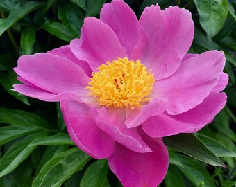 Pink peony | Etsy