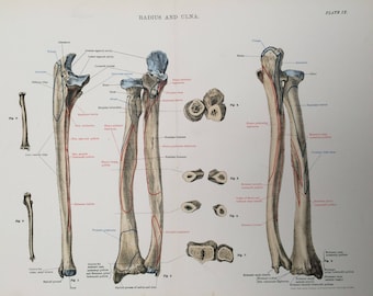Ulna | Etsy
