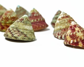 10 Turkey Wing Seashells Craft Seashells Beach Decor Craft