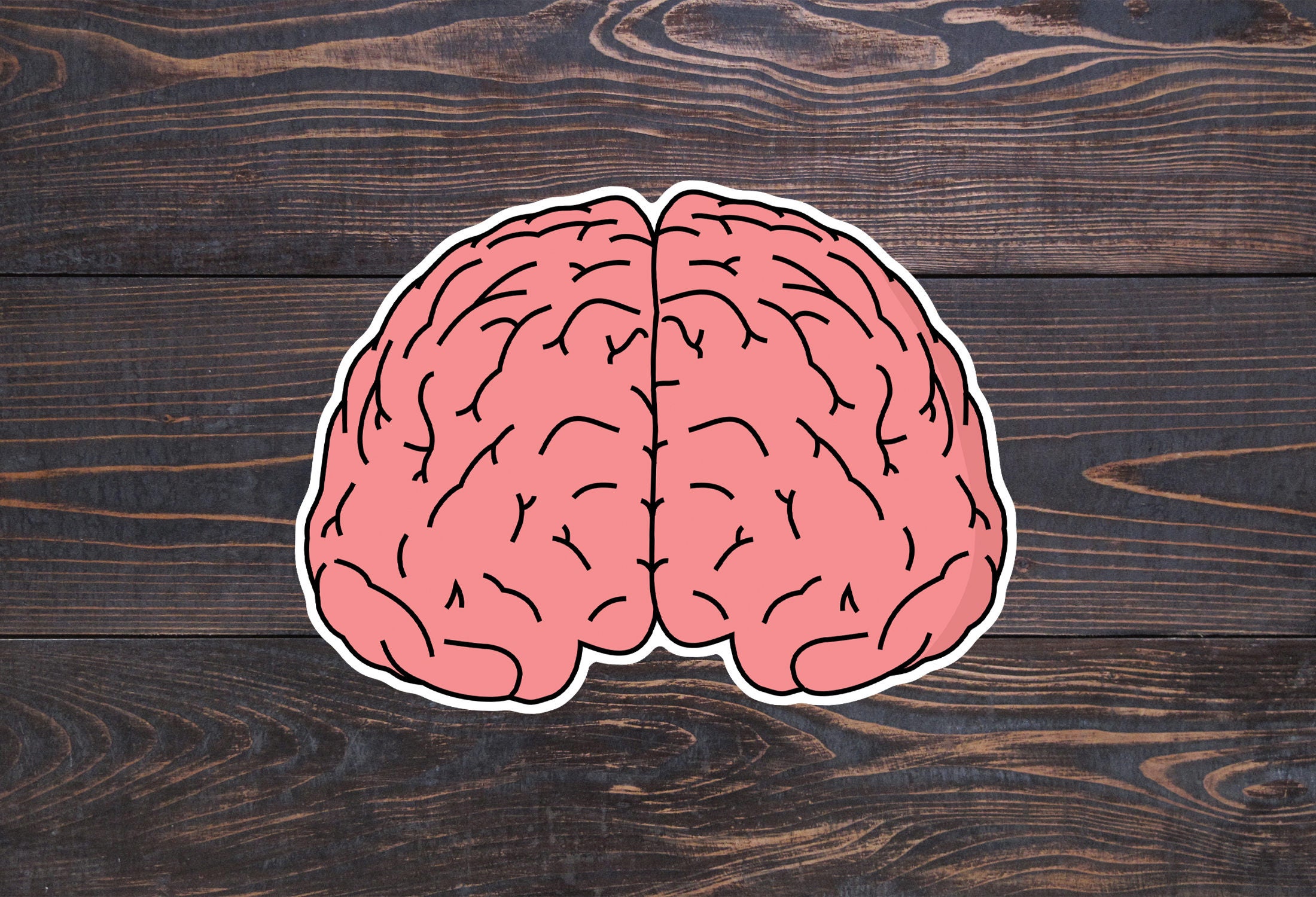 Anatomical Brain Sticker Brain Anatomy Stickers Science Geek