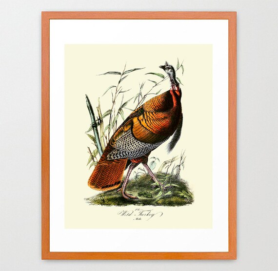 Turkey Wild Turkey Poster Audubon Art John James