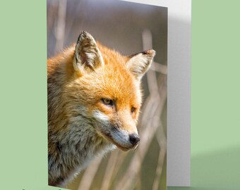 Fox Card Fox Greeting Card Pencil Art Blank Card Happy