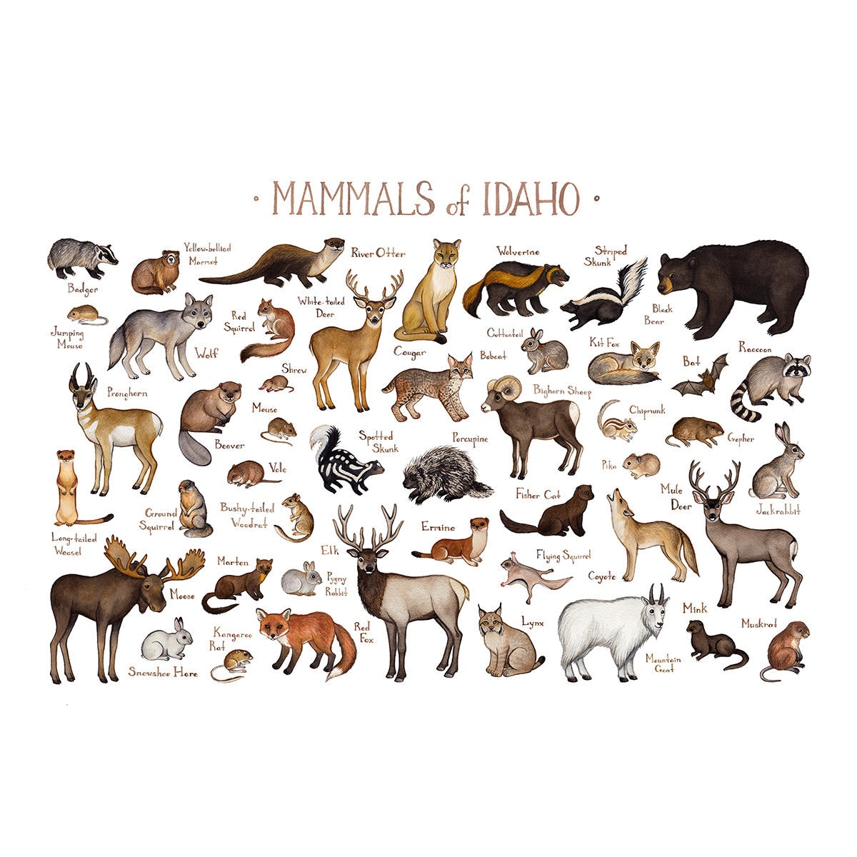 Idaho Mammals Field Guide Art Print / Animals of Idaho