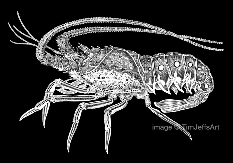 Spiny Lobster Ink Drawing