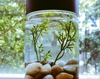 Water terrarium | Etsy