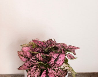 Indoor plants | Etsy