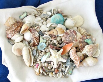 Bulk seashells | Etsy